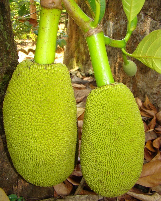 Some Jackfruit Tales of Kerala - Facts and Truths - My Words & Thoughts